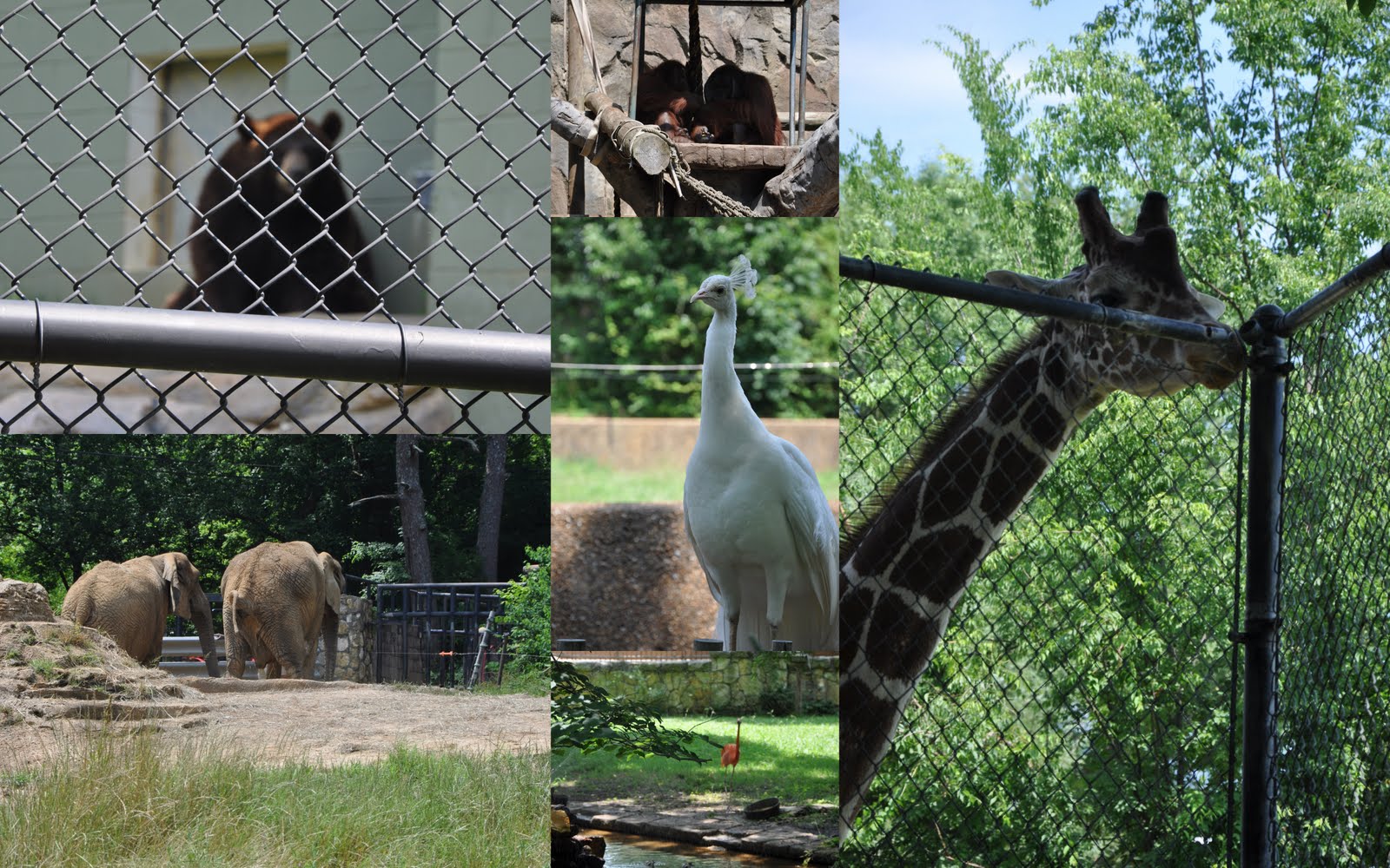 The Watt Family: Jackson Zoo
