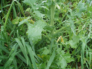 Wild Picnic: Wild turnip (Brassica rapa ssp sylvestris)