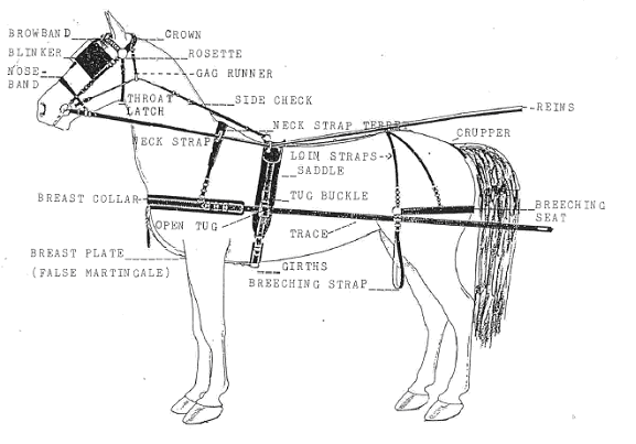 Harness parts. | Horse harness, Horses, Harness