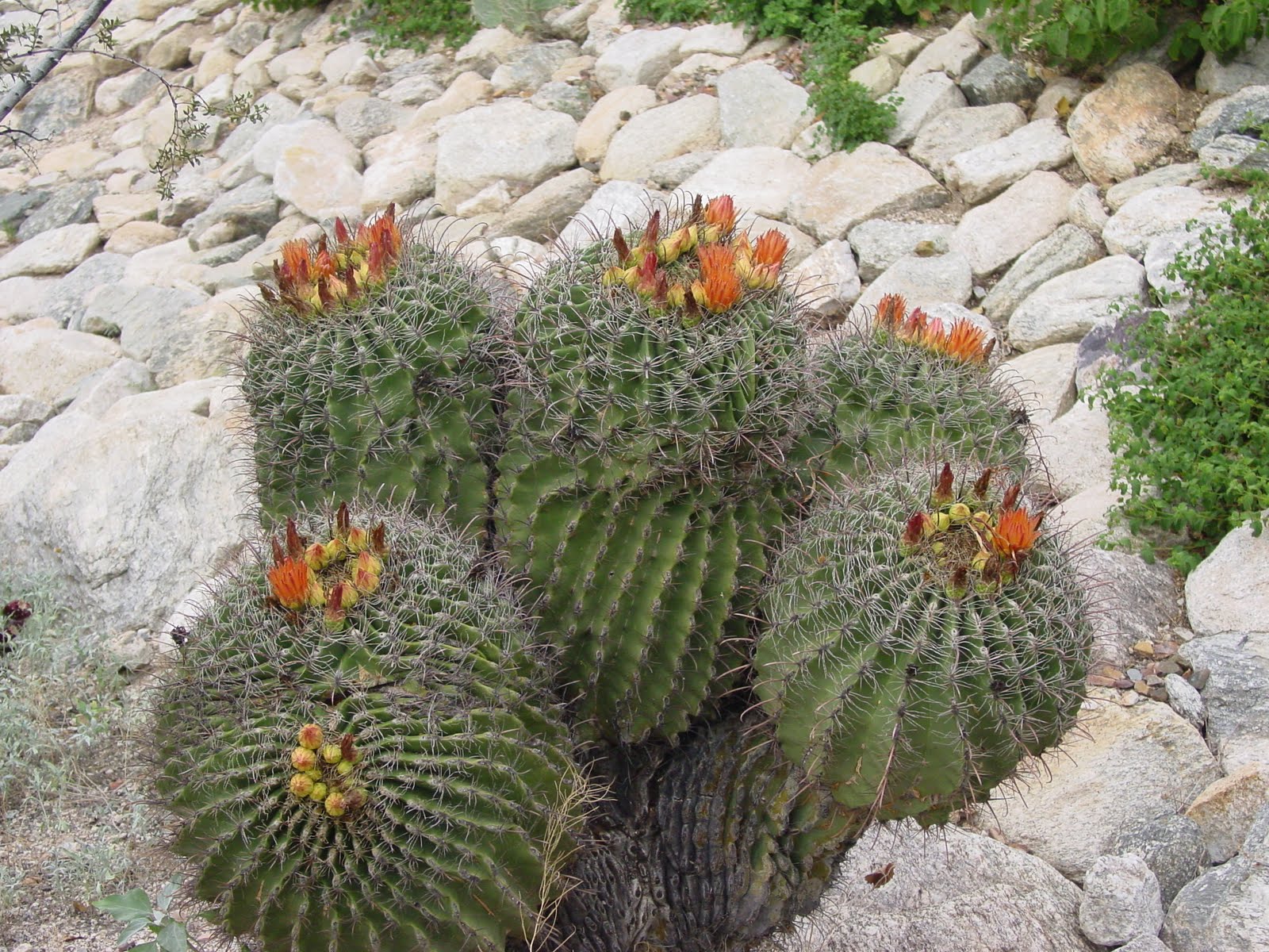 Tucson Daily Happenings: "The Barrel Cactus commonly called the ...