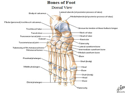 teknik pemeriksaan radiografi ossa pedis