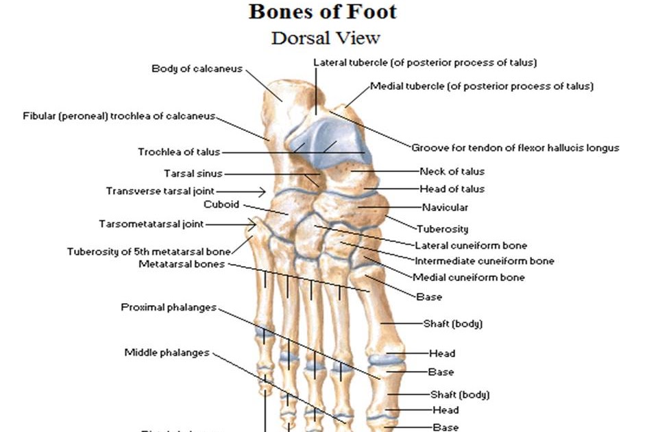 Teknik Radiografi Os. Pedis ~ Catatan Radiograf