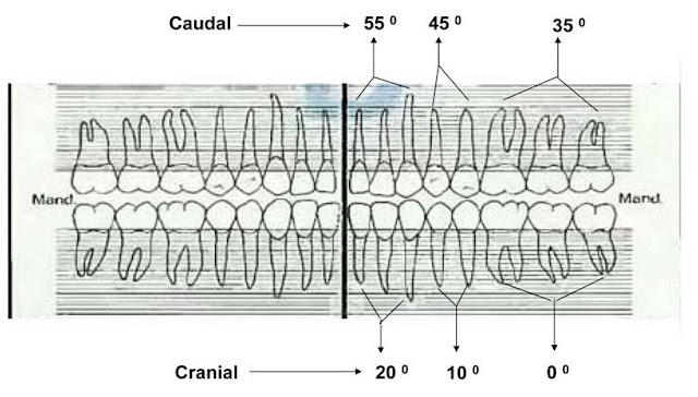 Radiologi: TEKNIK RADIOGRAFI DENTAL