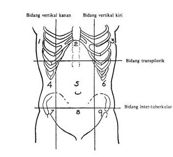 Anatomi Abdomen ~ Catatan Radiograf