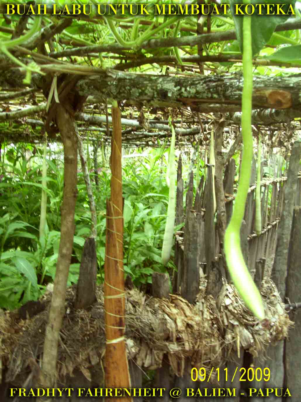 FRADHYT FAHRENHEIT'S JOURNEY 1 : INDONESIA - PAPUA: FRADHYT DAN KOTEKA