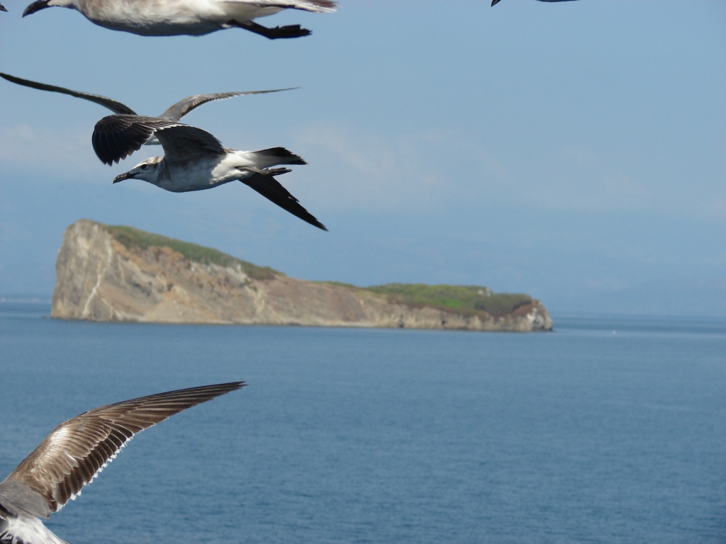 Paisajismo, pueblos y jardines: La Reserva Biológica Isla Pájaros, sus ...