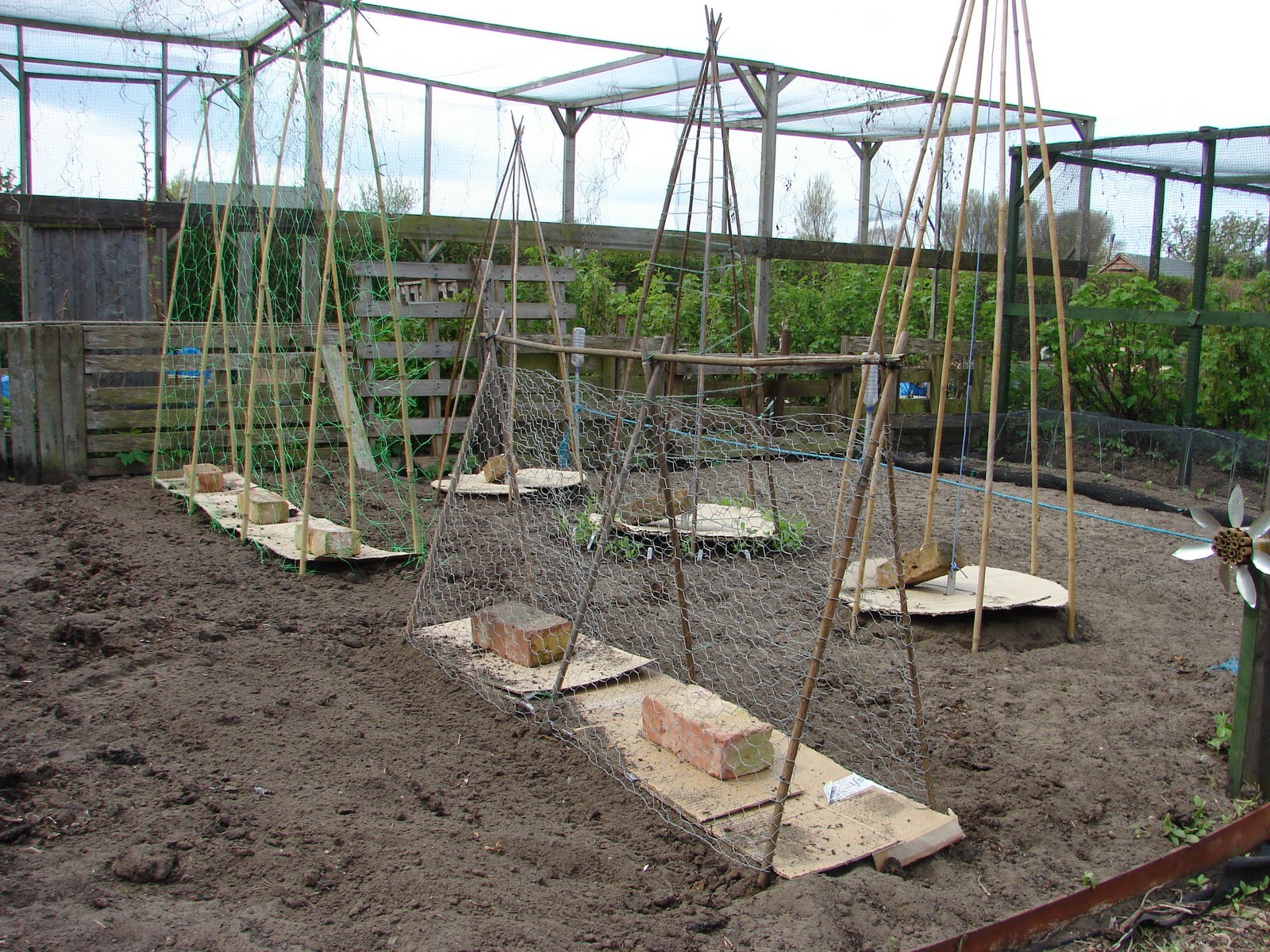 Allotment #65: Pea supports built