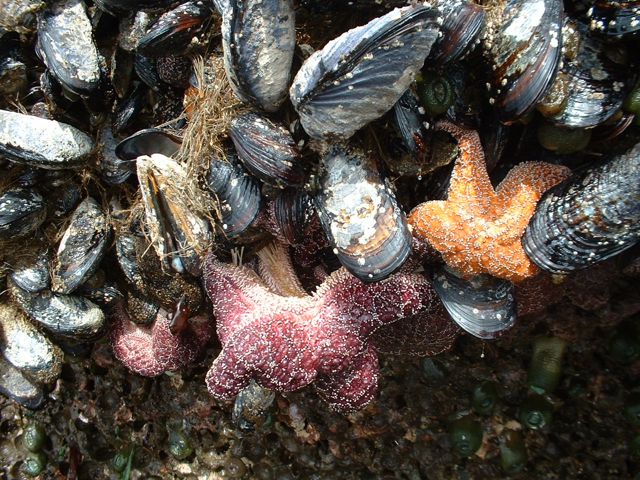 Coastal Bivalve Consumption