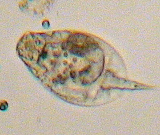 Botany 110 Funny things in the Water