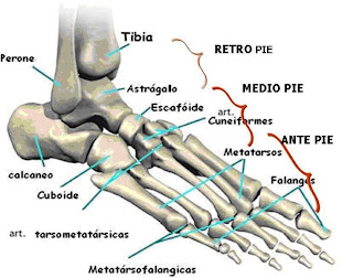 UNT PRACTICOS DE TRAUMATOLOGÍA: Practico de Pie