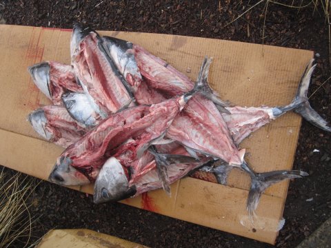 Northwest Podcast: Cutting up Fish and Crab Bait