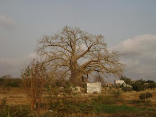 Histórias breves !: Imbundeiros.