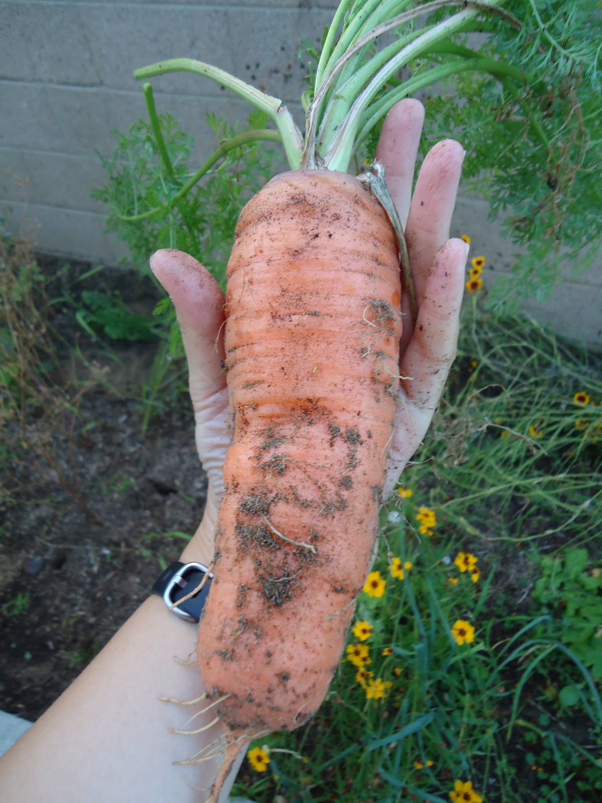 Thyme To Garden Now: 10/11/10 Large Carrots
