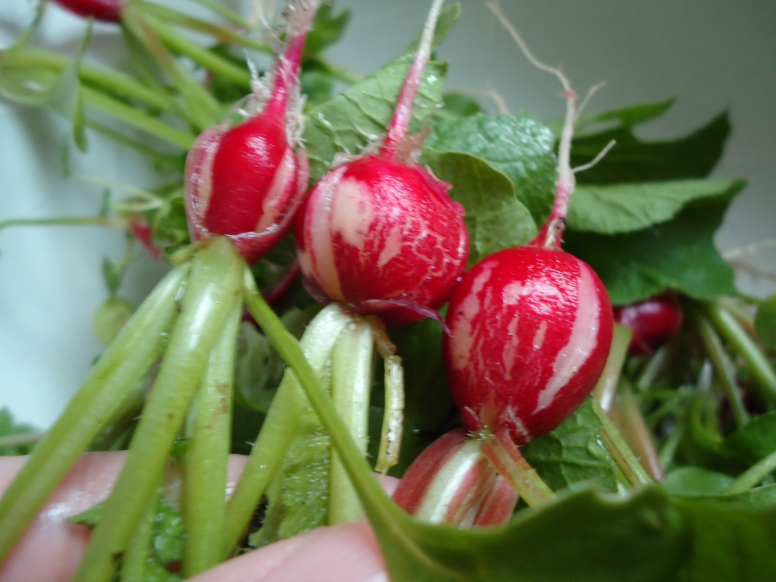 Thyme To Garden Now: Fall Radishes - The Good, the Bad and the Ugly