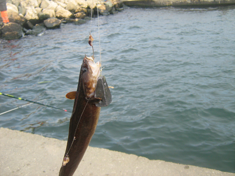 Pescuit la Guvid în apele noastre ~ Pescuit sportiv, pescuit amator