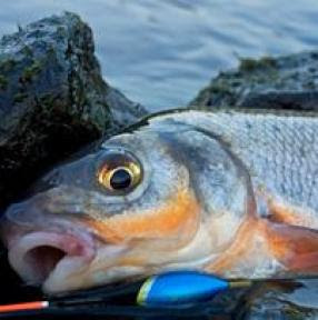 Pescuit Sportiv la Scobar ~ Pescuit sportiv, pescuit amator