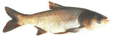 Pescuit Amator si totul despre Crap . Specii de Crap . ~ Pescuit ...