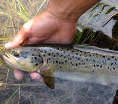 Pescuit Amator si pastravul curcubeu ~ Pescuit sportiv, pescuit amator