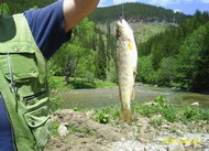 Pescuit Amator si Pastravul indigen ~ Pescuit sportiv, pescuit amator