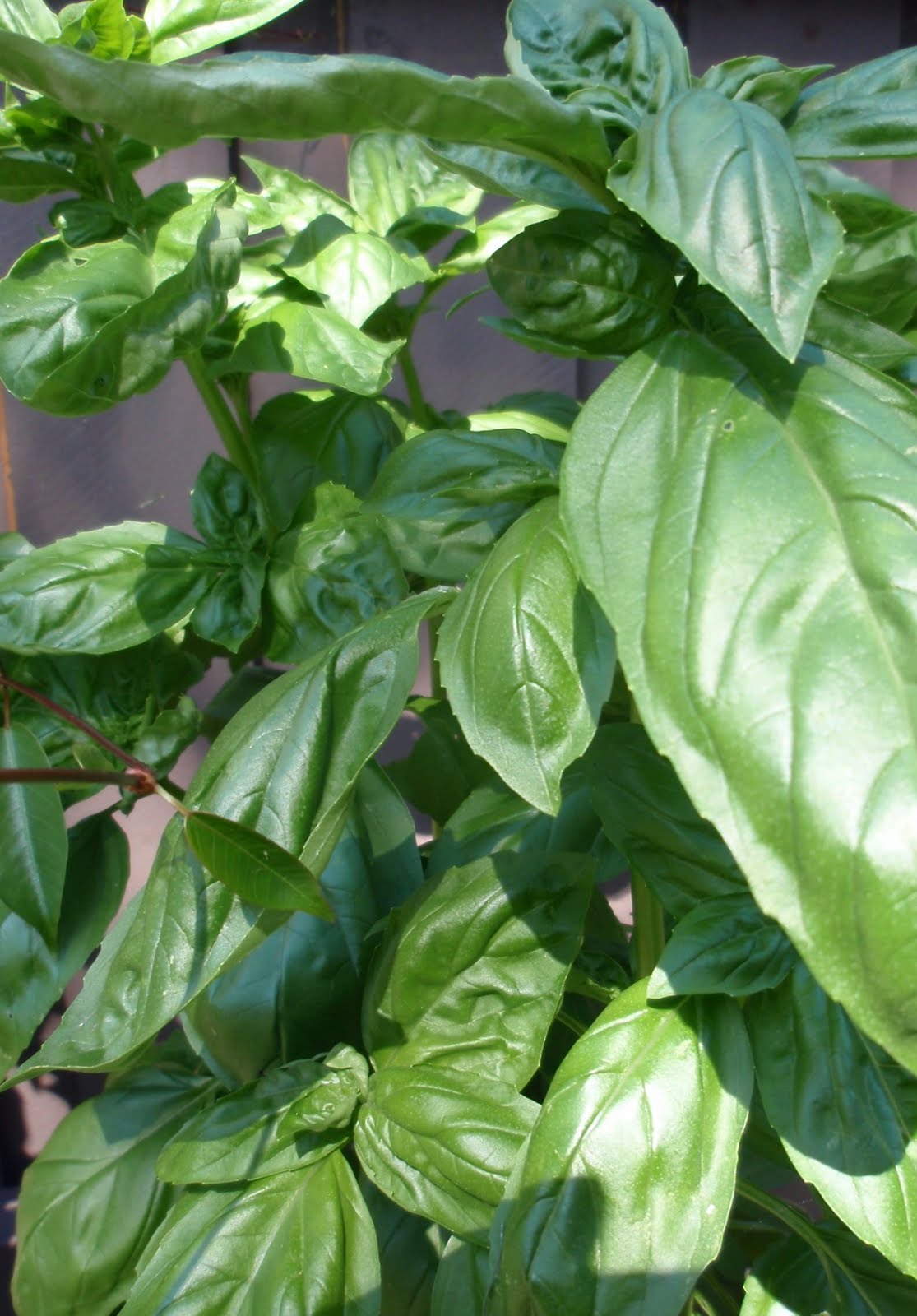 One Little Robyn: January 2011