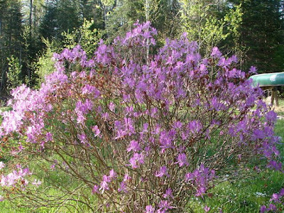 Wild Plants and Wooly Bears: The Trademark of Maine Spring
