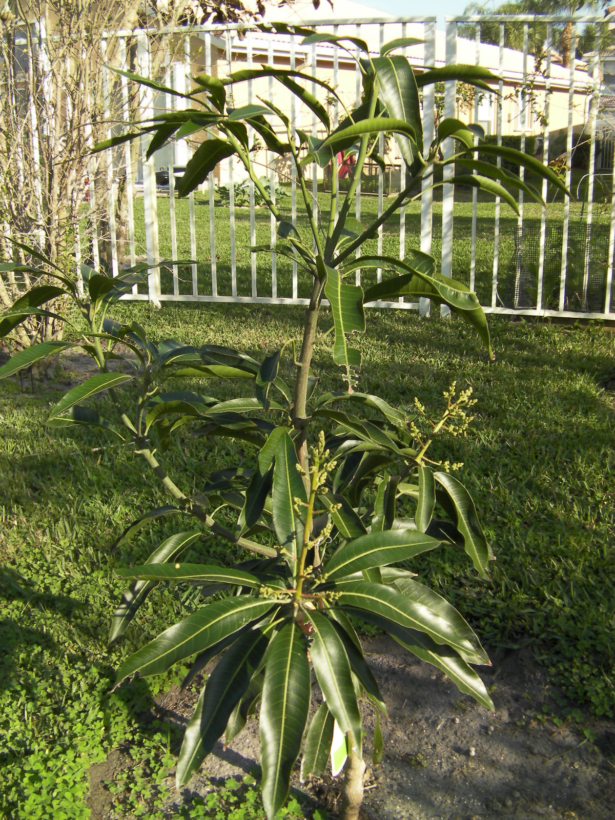 $$ The Budget Gardener $$: Mango trees in bloom everywhere