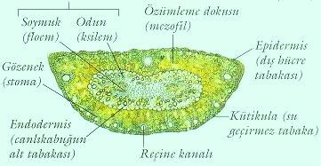 Açık Tohumlu Bitkiler - Bitki Çiçek