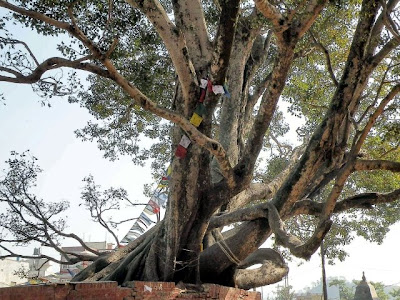 Namaste World: Amazing trees of Nepal