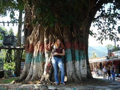 Namaste World: Amazing trees of Nepal