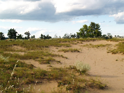 Strolling the Remnants: Sand Prairie Conservation Area