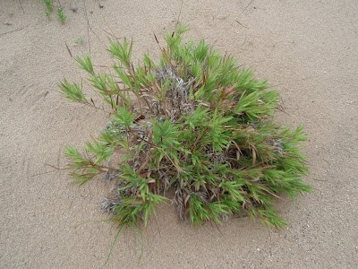 Strolling the Remnants: Sand Prairie Conservation Area