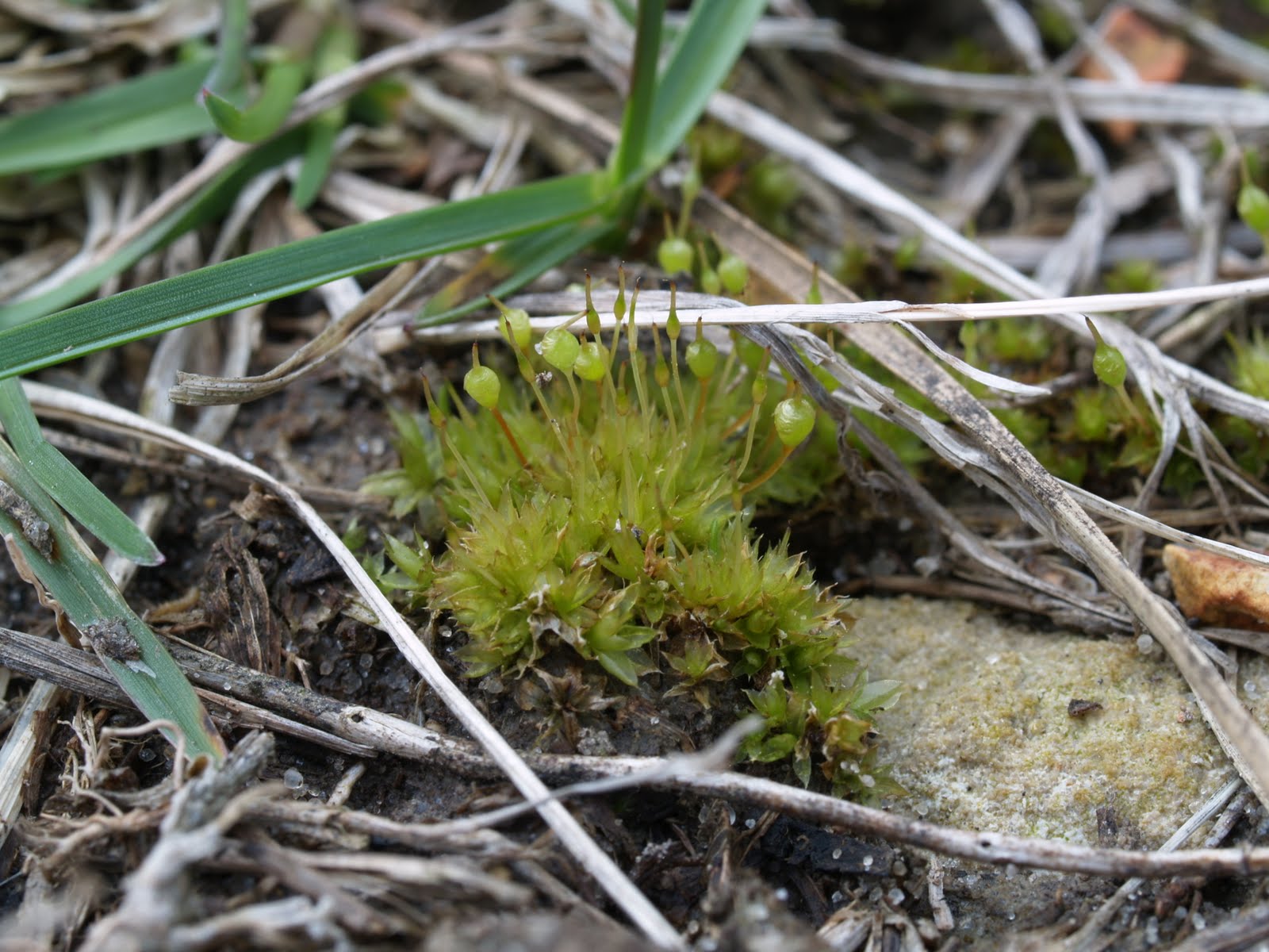 Winter Mosses (2009-2010)