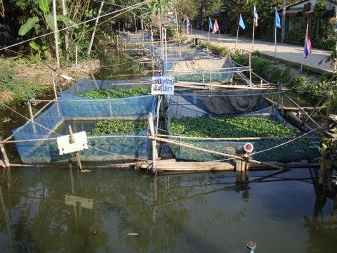Waiting on the Rainy Season: An ECHO Asia Blog: PVC Fish Cage