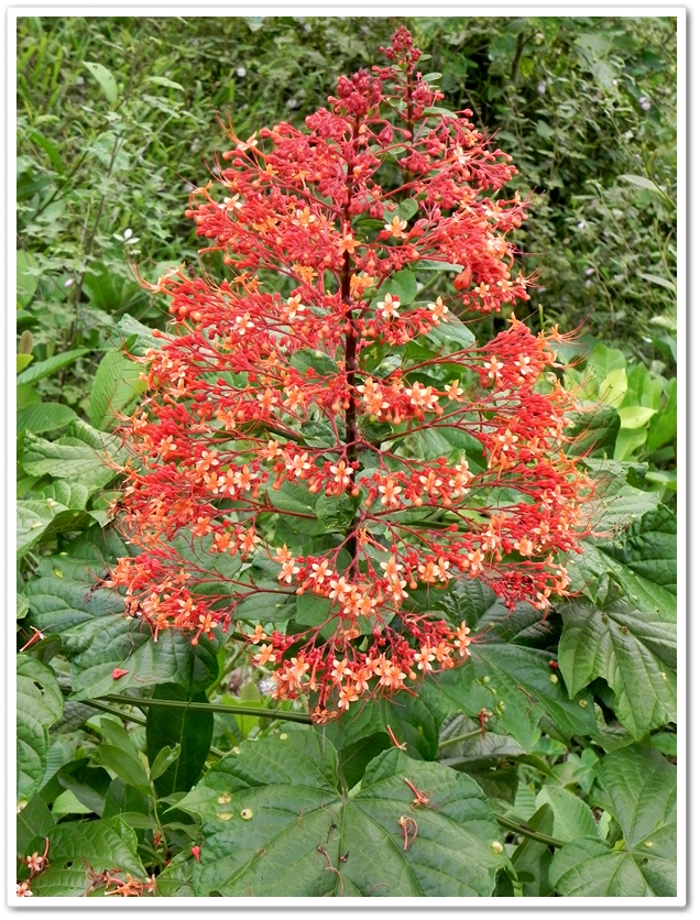 Keunikan 100 - Bunga Yang Cantik ~ TERENGGANU YANG KUKENALI