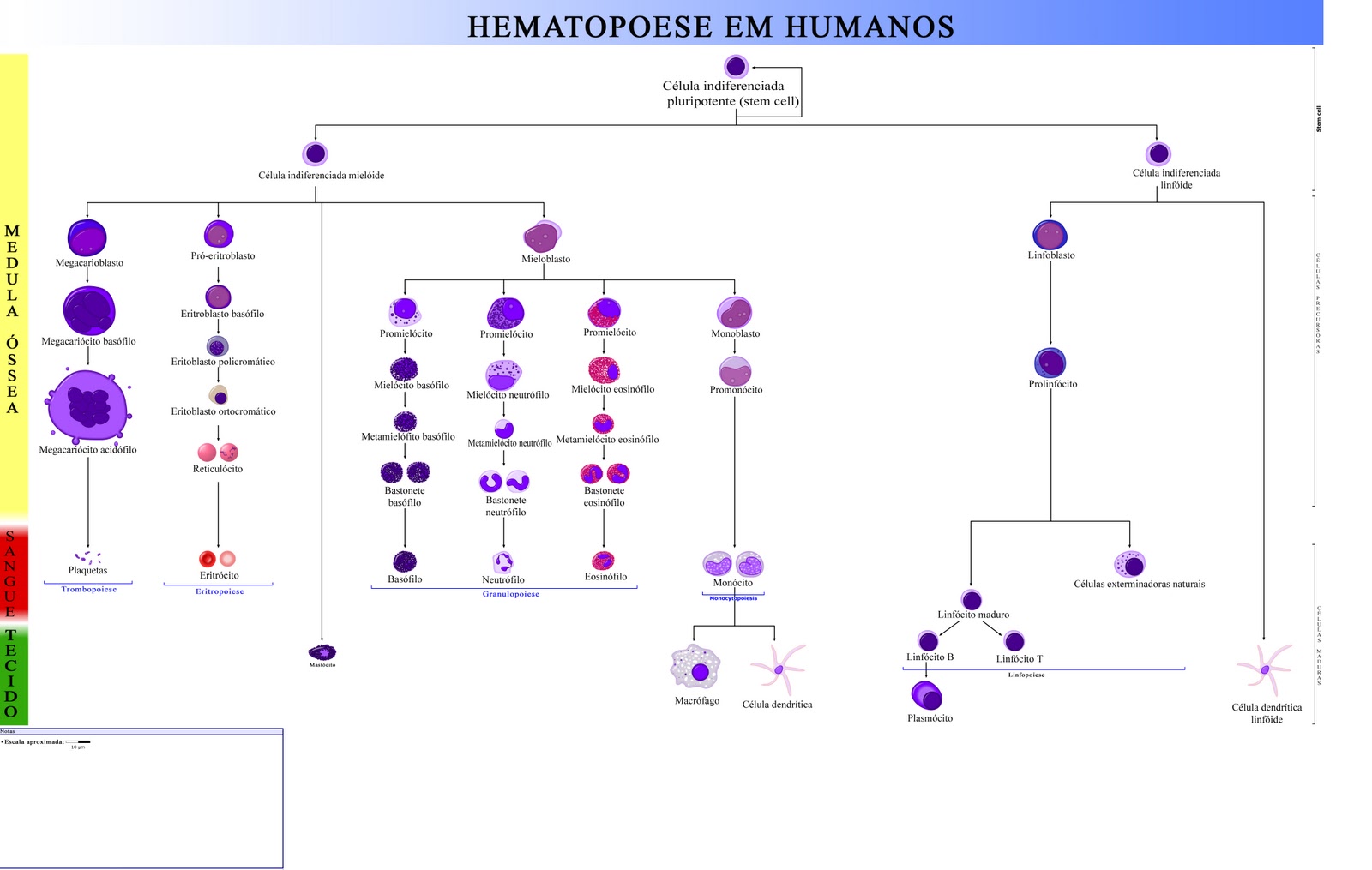 BIOLOGIA FTB: Hematopoese