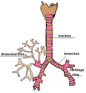Mengenal Organ Pernapasan Manusia | Ngudi Kawruh