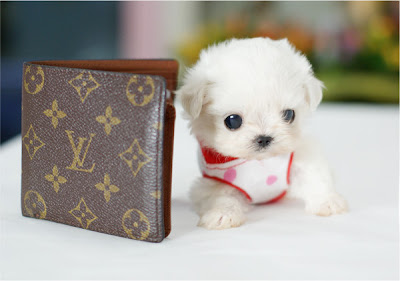 Funz -Funz: Very Cute Little Puppies