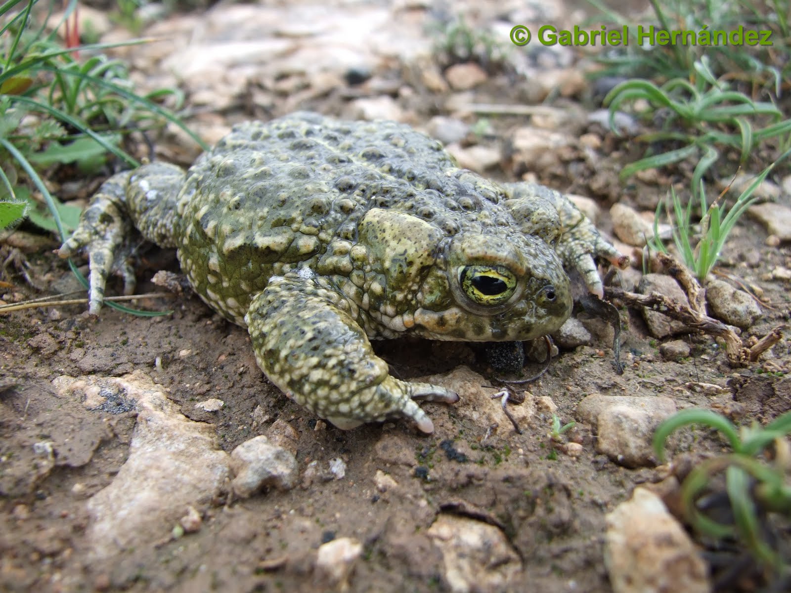 EL RINCÓN DEL VIEJO FORESTAL: SAPO CORREDOR (Bufo calamita)