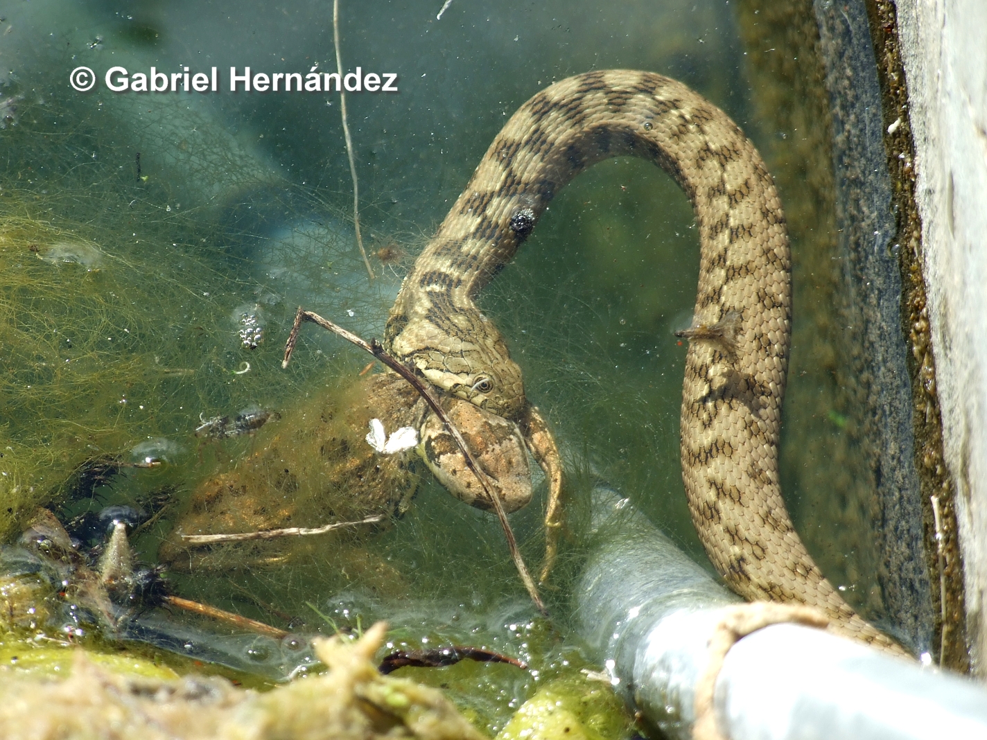 EL RINCÓN DEL VIEJO FORESTAL: CULEBRA DE AGUA (Natrix maura)