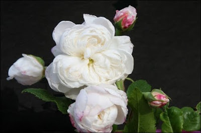 Flower Photos: White Old Garden Roses - White Antique Roses