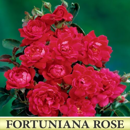Flower Photos: Fortuniana Rootstock Roses