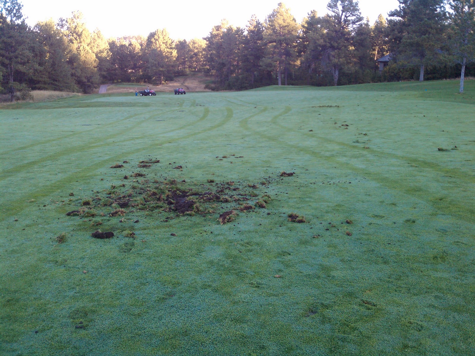 The Country Club at Castle Pines Golf Course Maintenance: Elk Damage