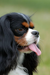 Noriu šuniuko!: Kavalieriaus Karaliaus Karolio spanieliai