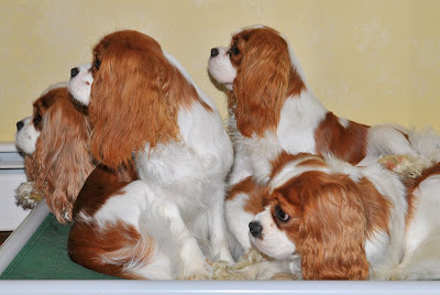 Noriu šuniuko!: Kavalieriaus Karaliaus Karolio spanieliai