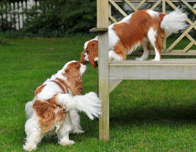 Noriu šuniuko!: Kavalieriaus Karaliaus Karolio spanieliai
