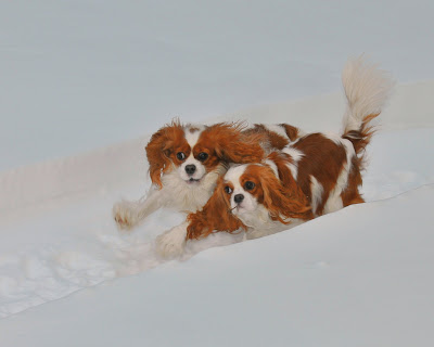 Noriu šuniuko!: Kavalieriaus Karaliaus Karolio spanieliai