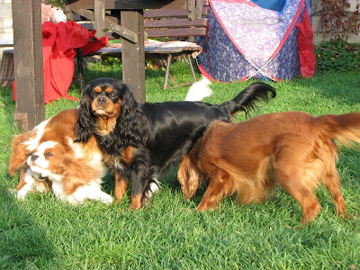 Noriu šuniuko!: Kavalieriaus Karaliaus Karolio spanieliai