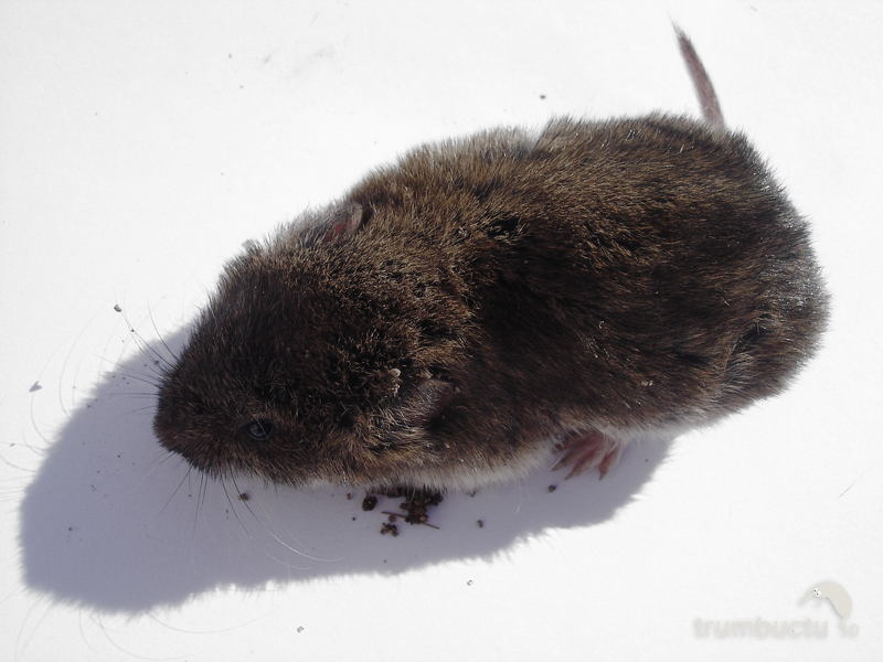 trumbuctu: rato-cego-mediterrânico