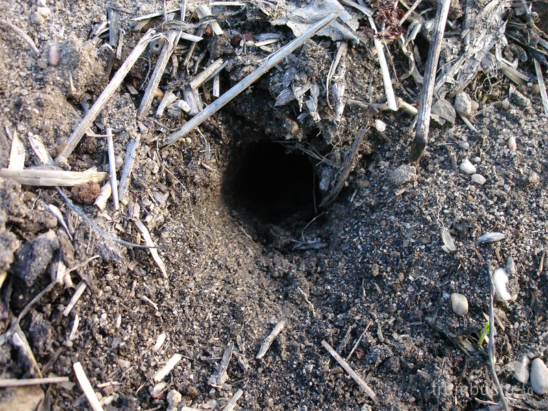 trumbuctu: toca de rato cego