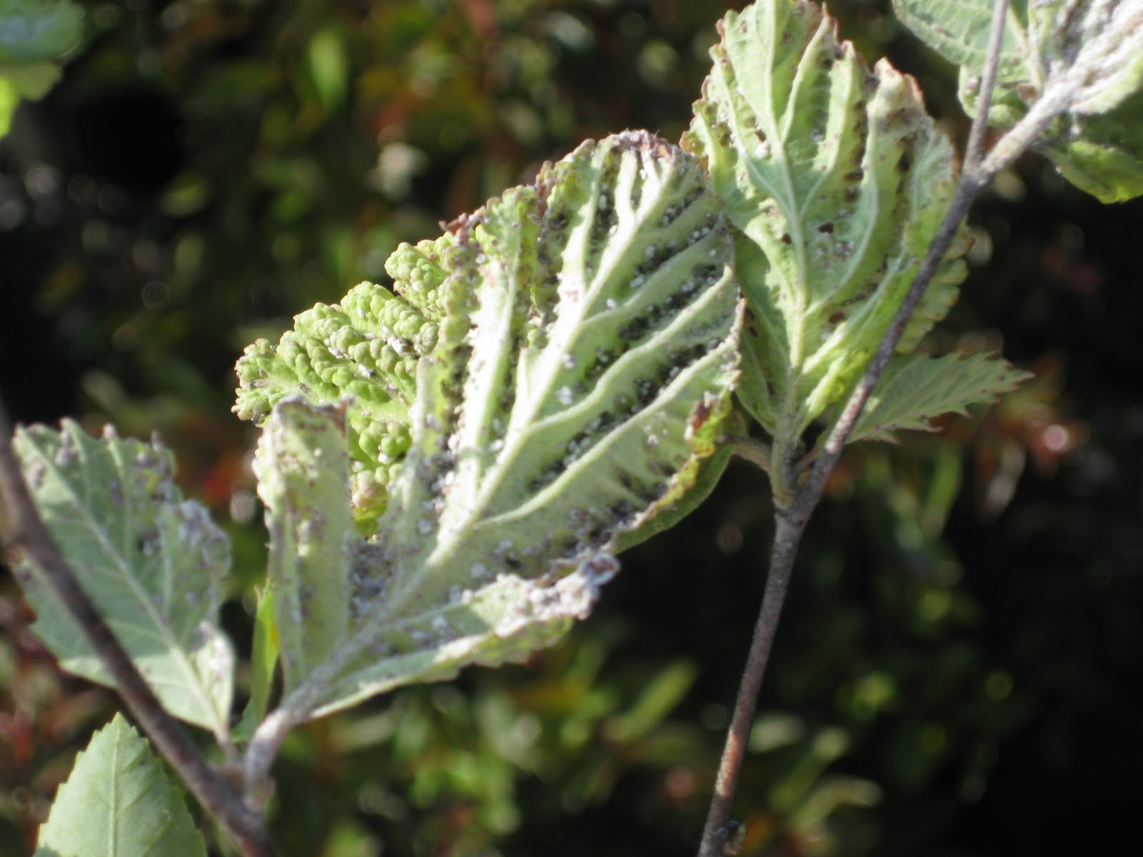 Offshoots: Occasional pest on River Birch
